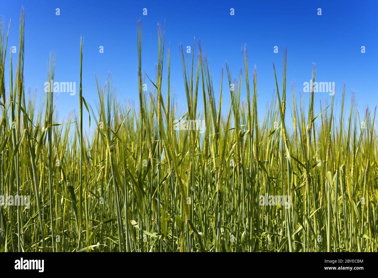 Azure field hi-res stock photography and images - Alamy