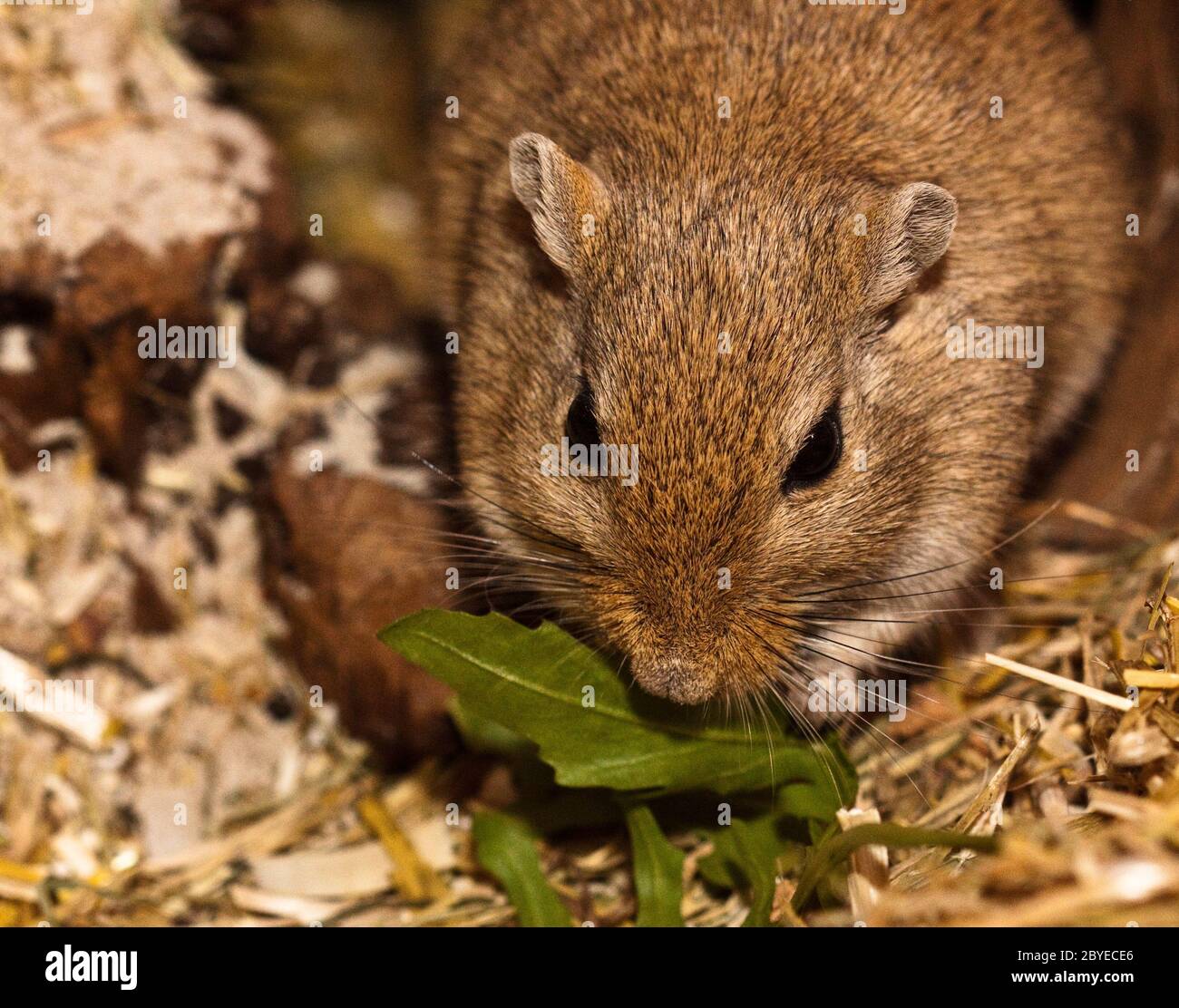 Mongolian gerbils (Meriones Stock Photo - Alamy