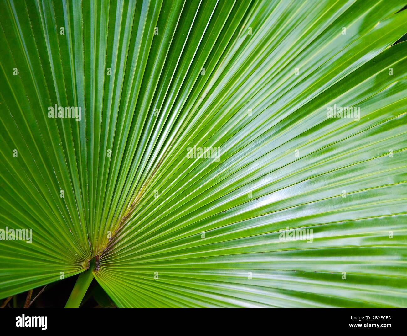 Leaf of a large fan palm tree Stock Photo - Alamy