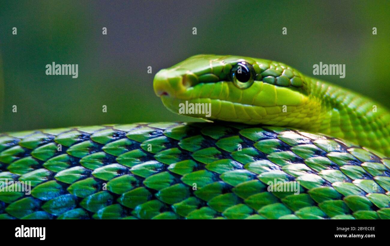 Ratsnake hi-res stock photography and images - Alamy