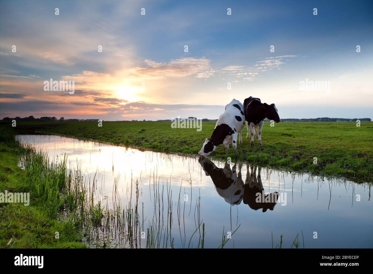 Grazing Cows At Sunset High Resolution Stock Photography and Images - Alamy