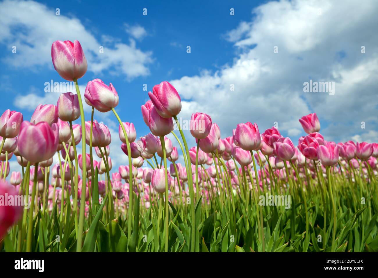 Beautiful spring field hi-res stock photography and images - Alamy