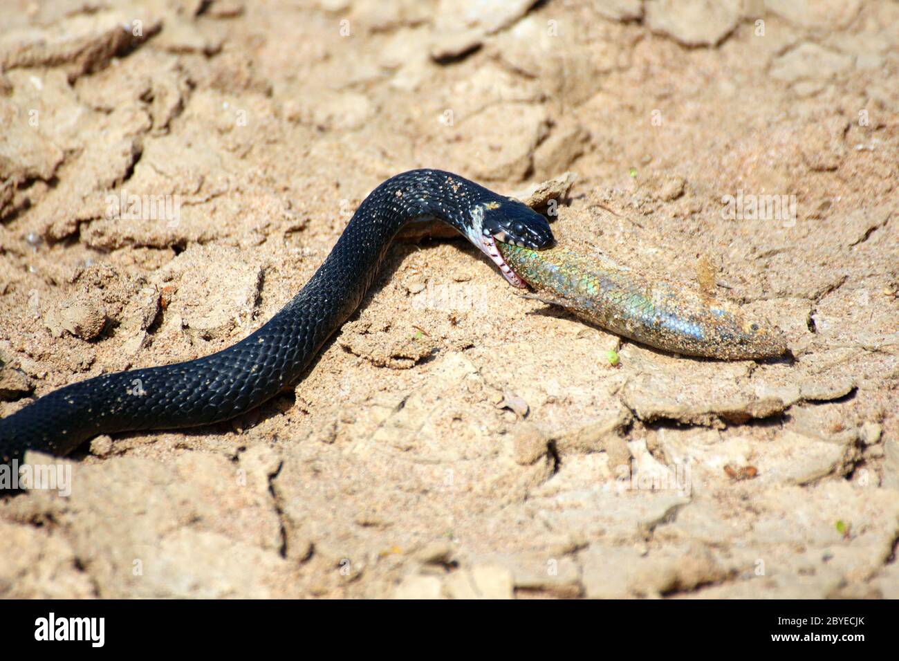 Small snake hi-res stock photography and images - Alamy