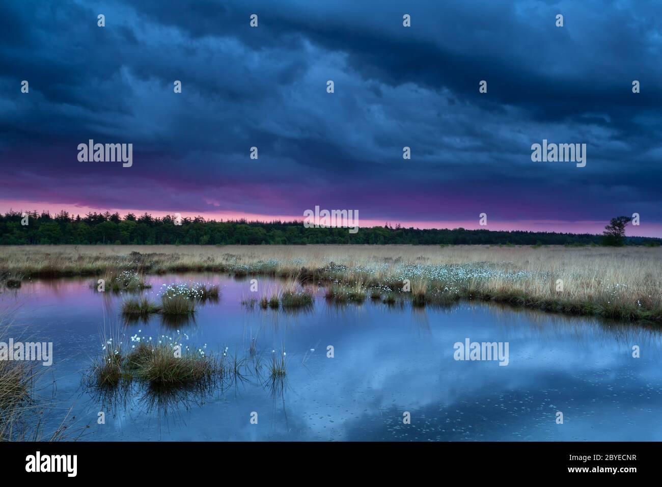 Marsh grass, storm hi-res stock photography and images - Alamy