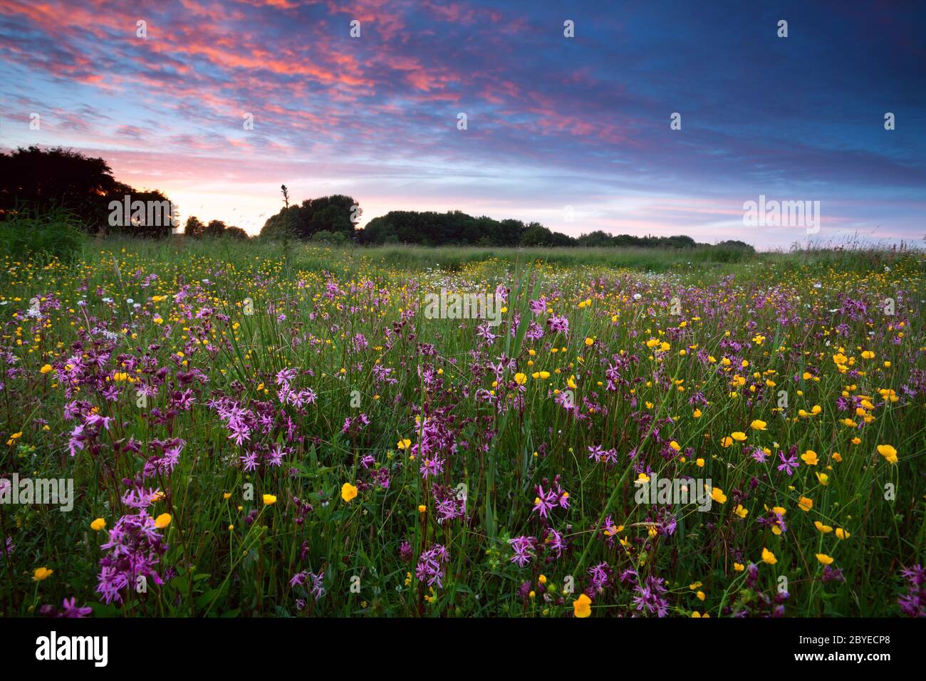 Wildflowers at sunset hi-res stock photography and images - Alamy