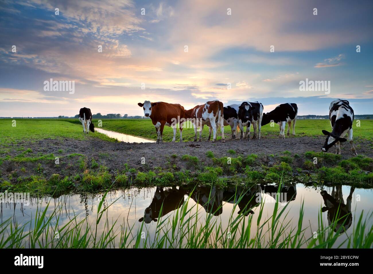 Sunset cows hi-res stock photography and images - Alamy