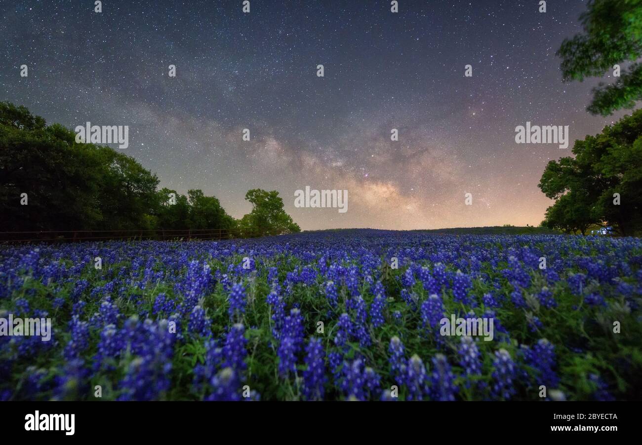 Beautiful milky way over wildflower bluebonnet, state flower of Texas ...