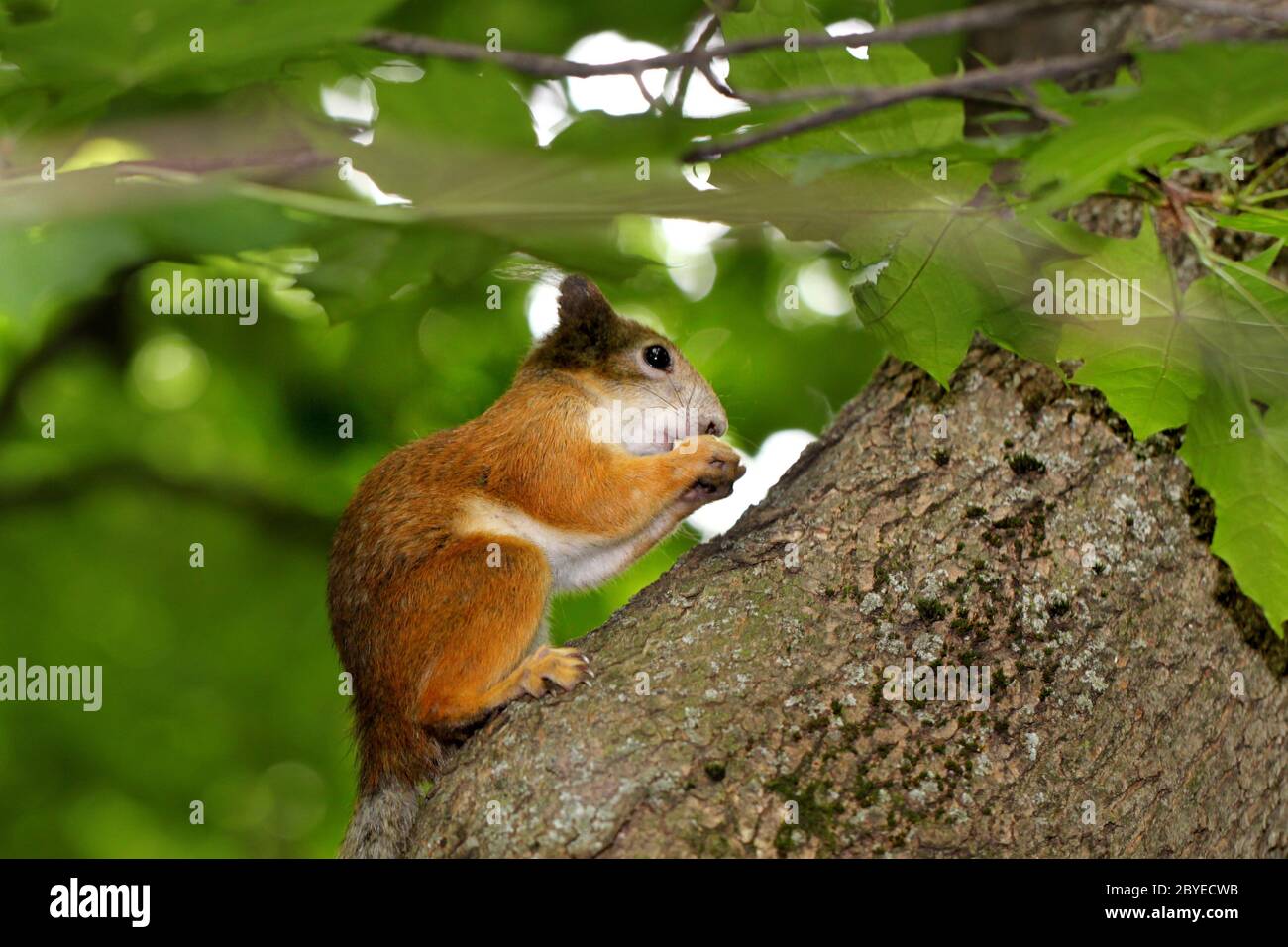 Grey squirrel nut eating tree hi-res stock photography and images - Alamy