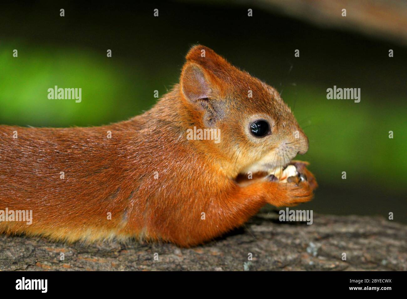 Squirrel eating a delicious nut Stock Photo - Alamy
