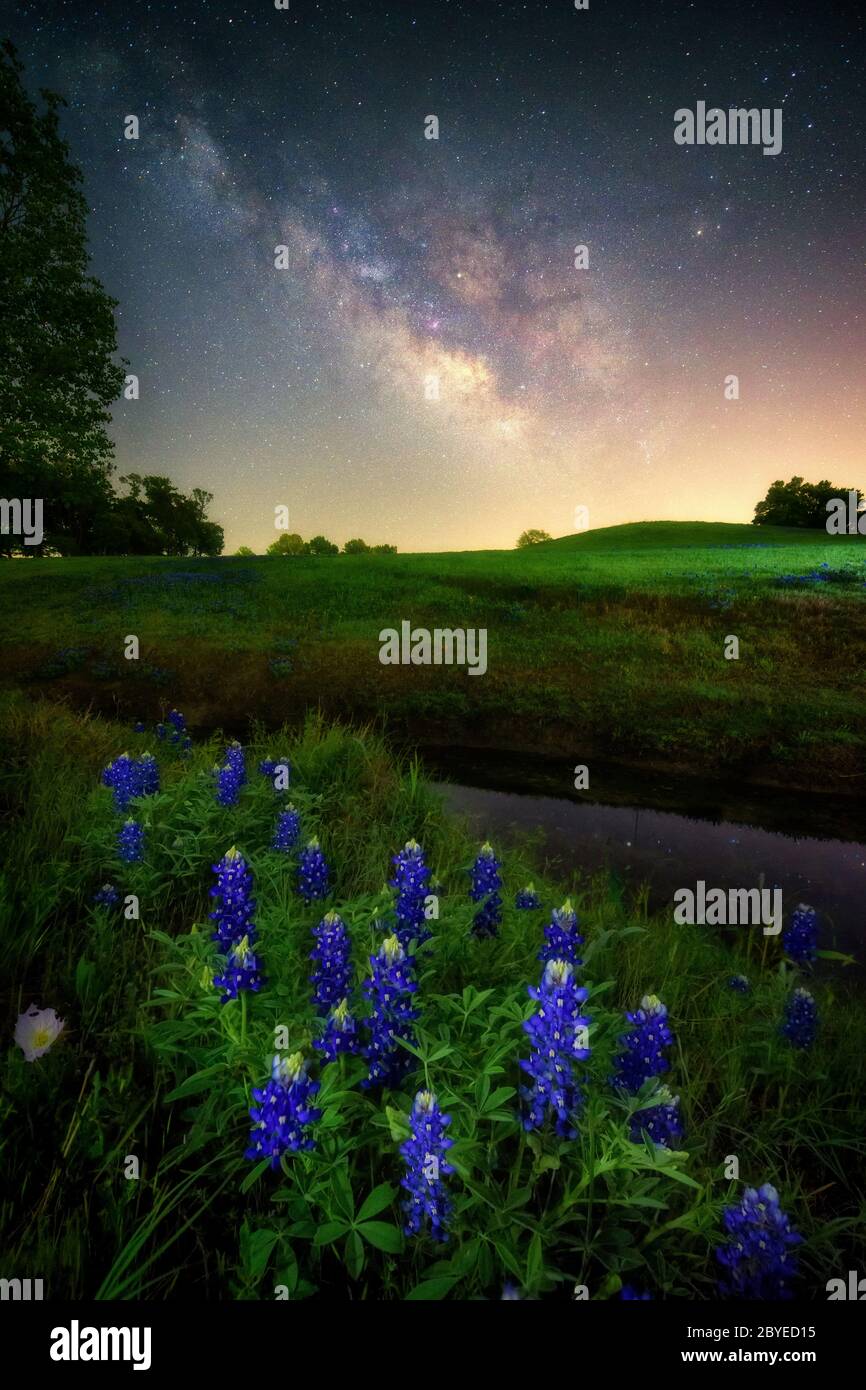 Beautiful milky way over wildflower bluebonnet, state flower of Texas ...
