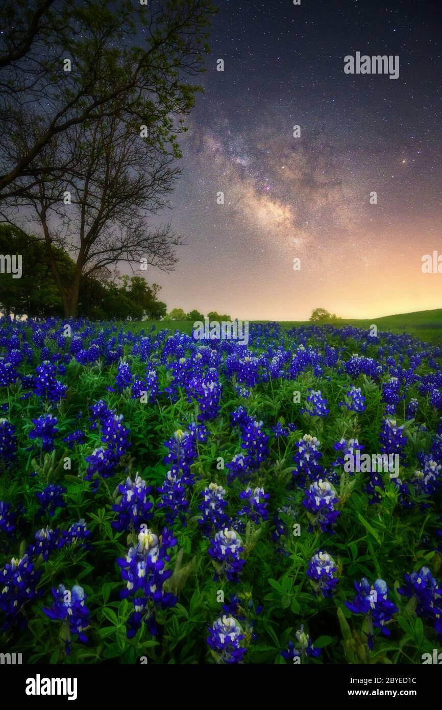 Beautiful milky way over wildflower bluebonnet, state flower of Texas ...