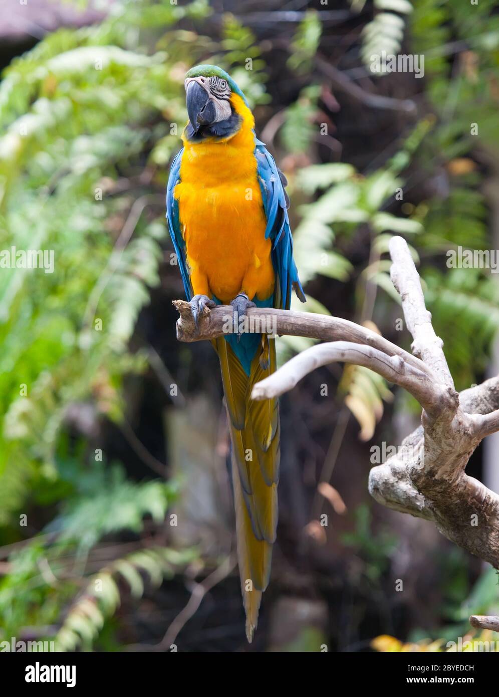 Beautiful colorful parrot Stock Photo - Alamy