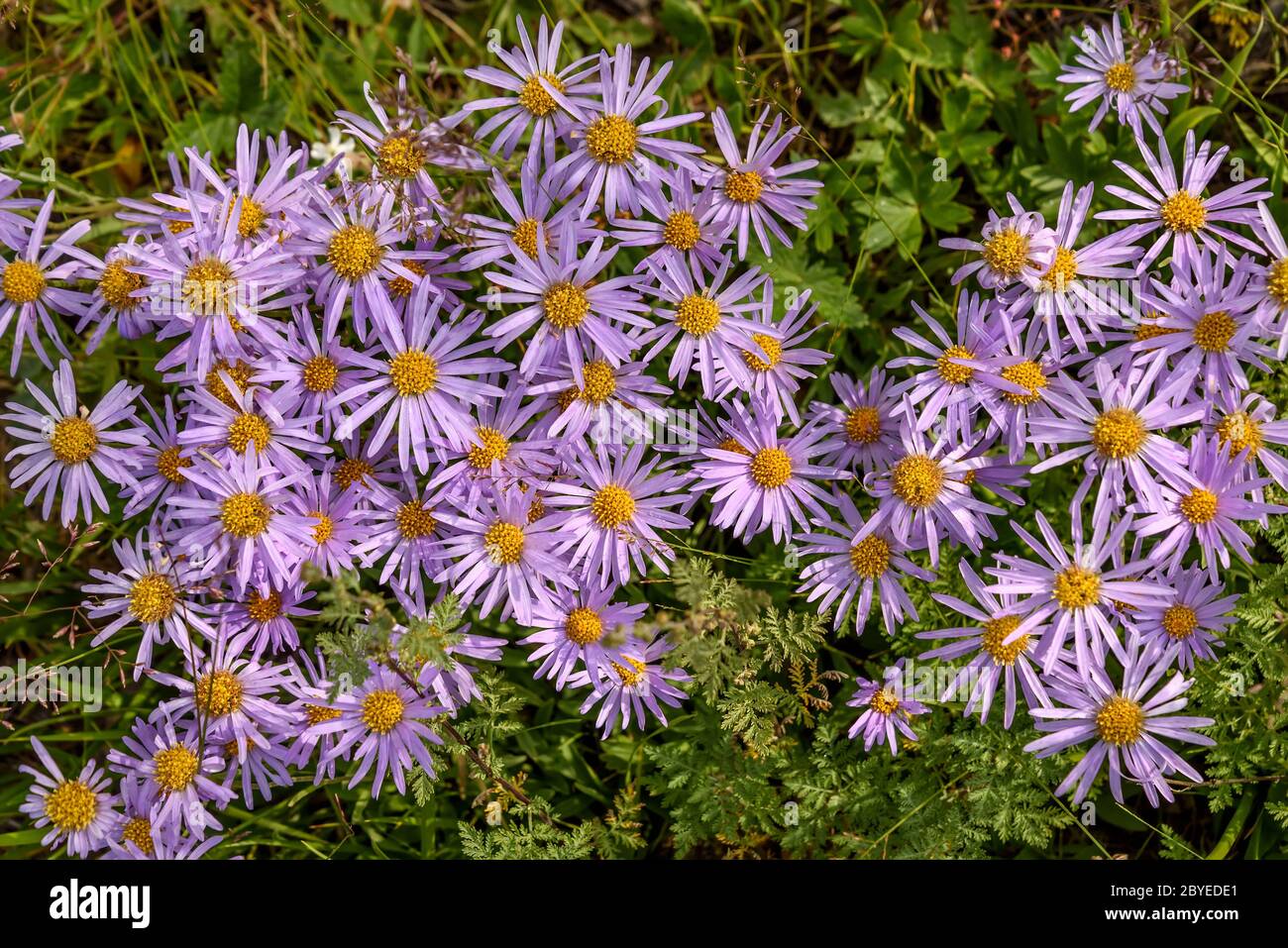 Beautiful floral background with lilac flowers aster alpine (Aster ...