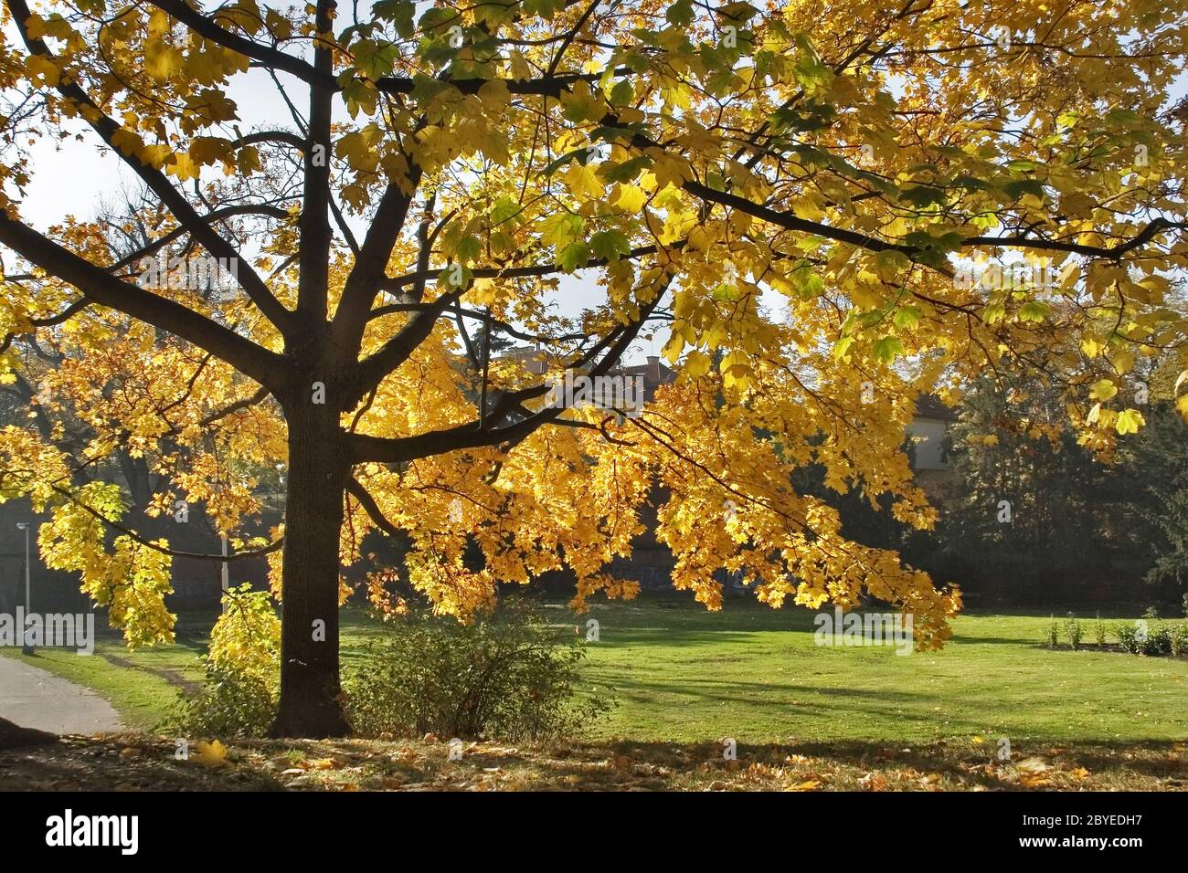 Withering grass hi-res stock photography and images - Alamy
