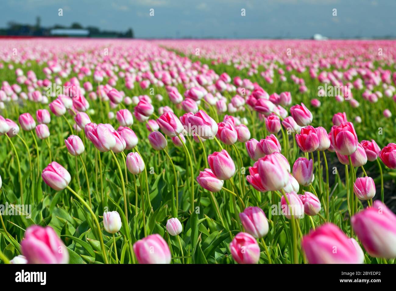 field with pink tulips Stock Photo - Alamy