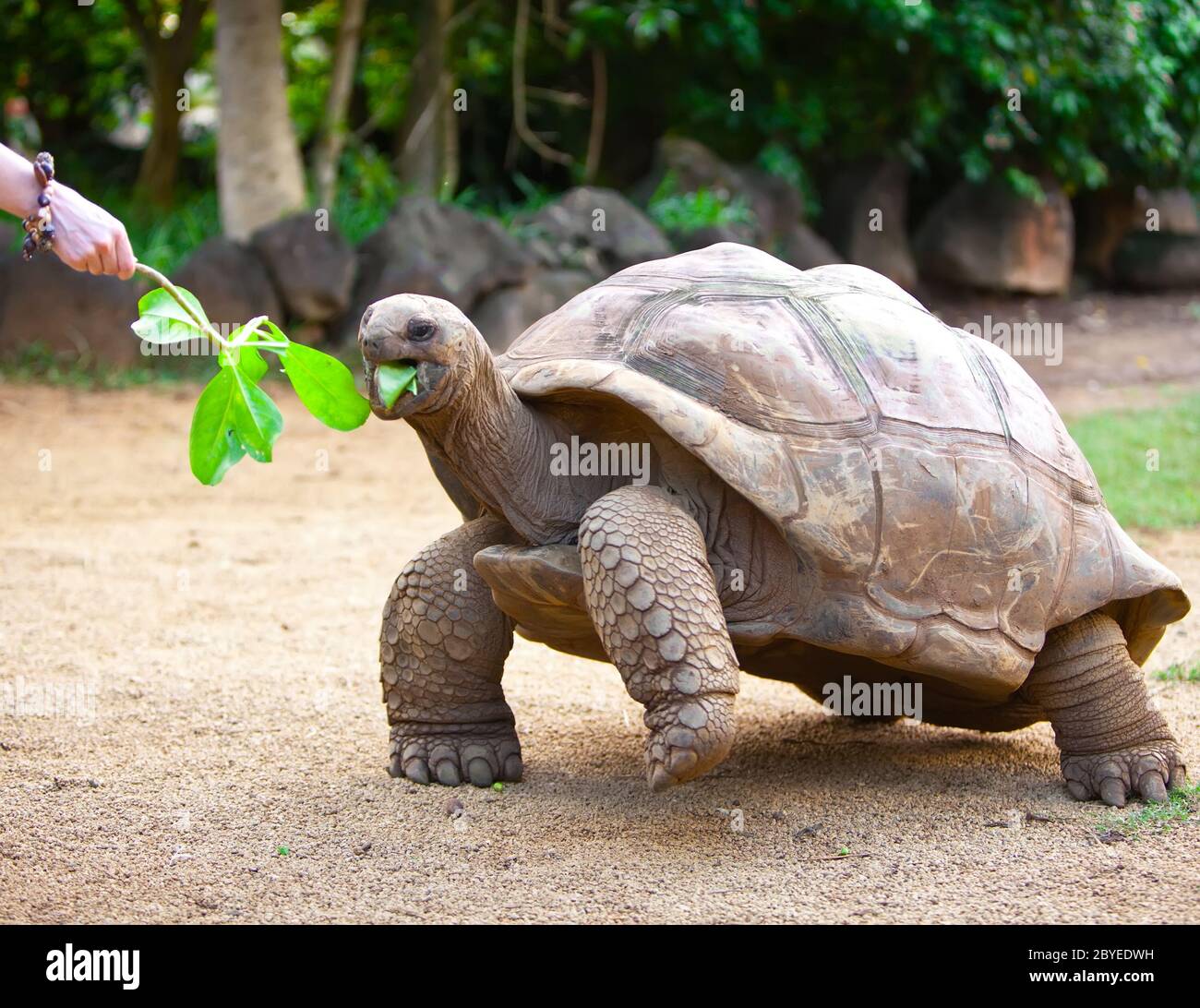 African forest turtle hi-res stock photography and images - Alamy