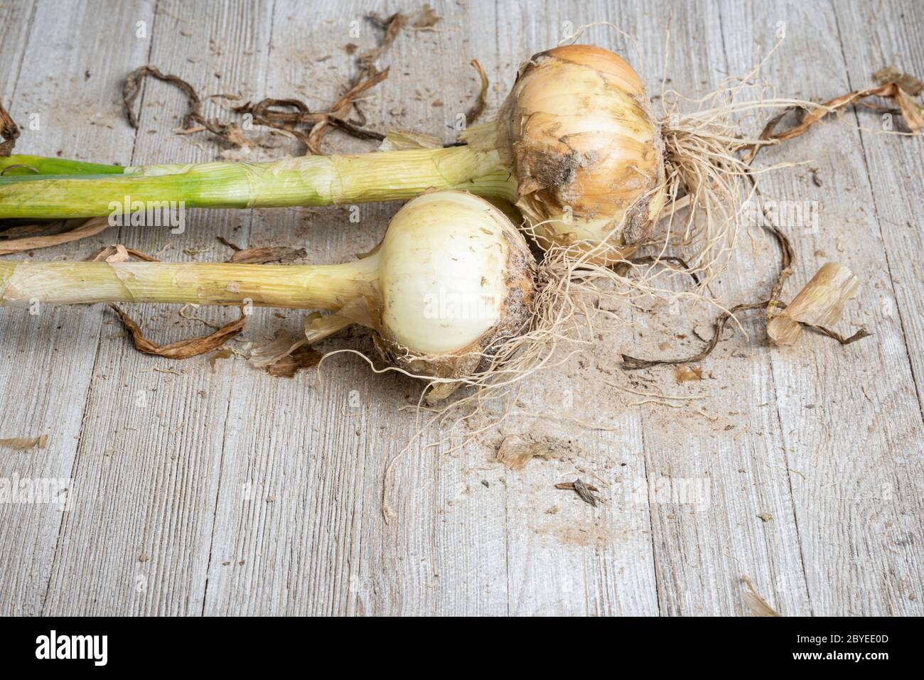 An unearthed harvest pair of sweet white onions with green stalks ...