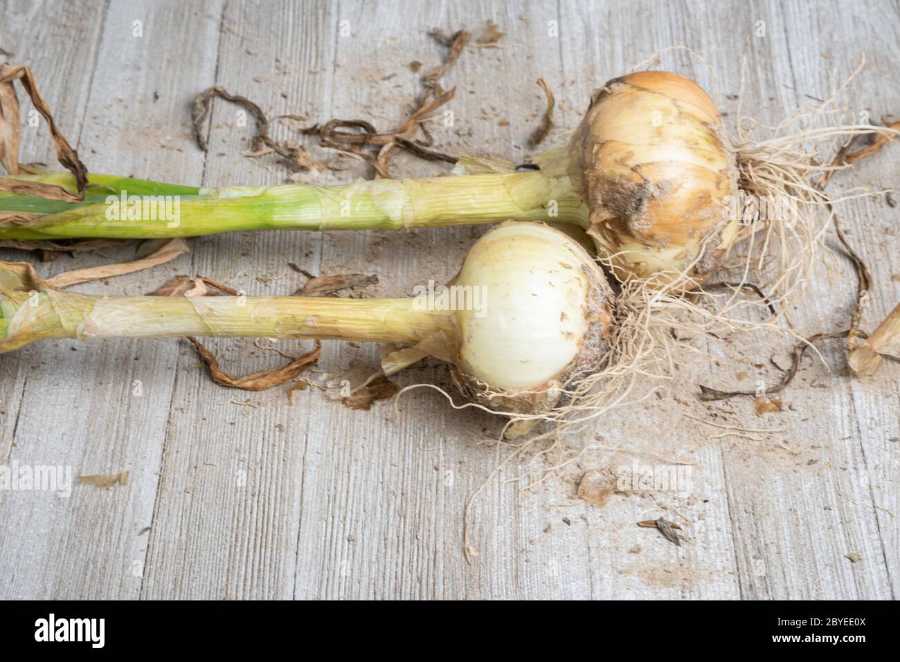 An unearthed harvest pair of sweet white onions with green stalks ...