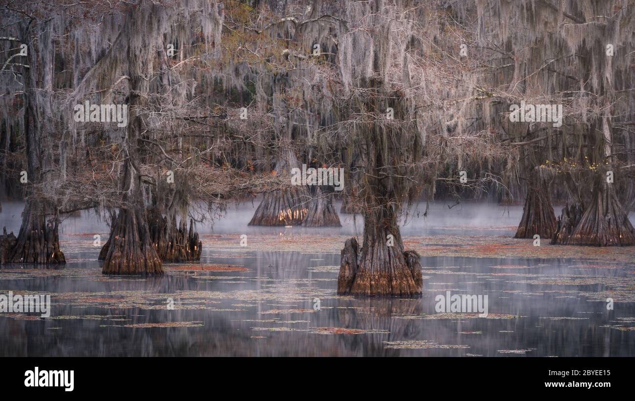 Fall season at Caddo Lake, Texas - Louisiana. Massive cypress trees ...