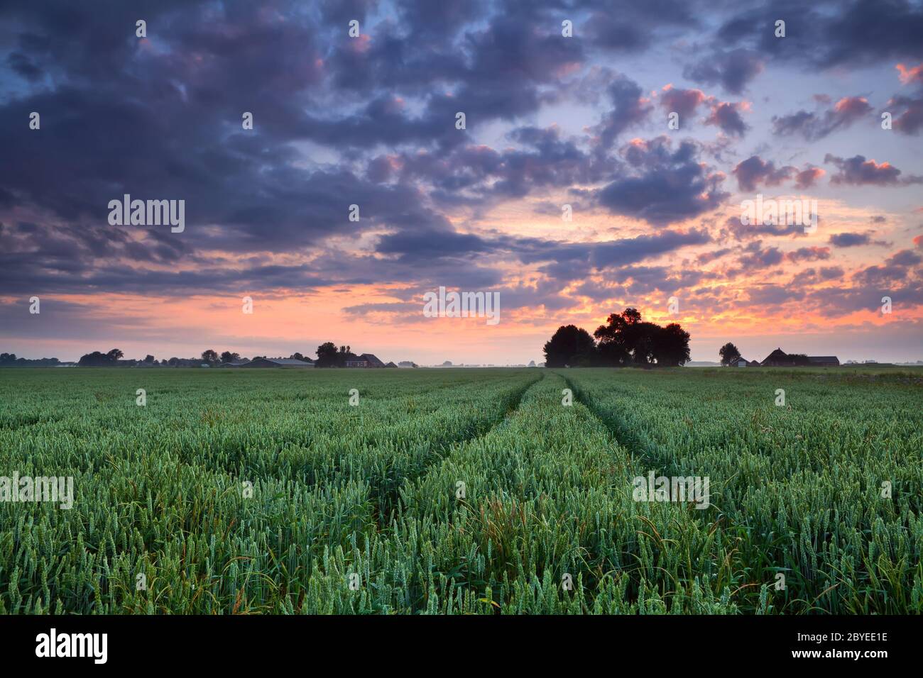 warm sunrise over wheat field Stock Photo - Alamy