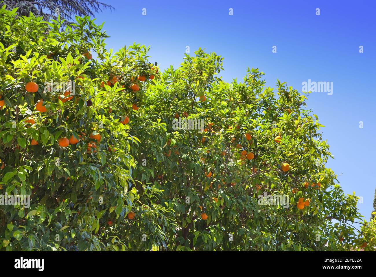 the Palatine hill. Rome. Italy. Orange trees Stock Photo - Alamy