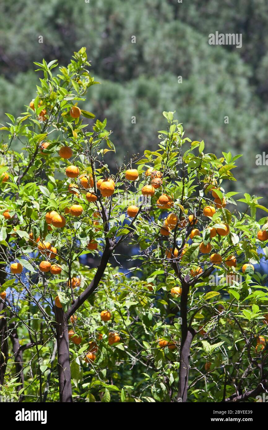 the Palatine hill. Rome. Italy. Orange trees Stock Photo - Alamy