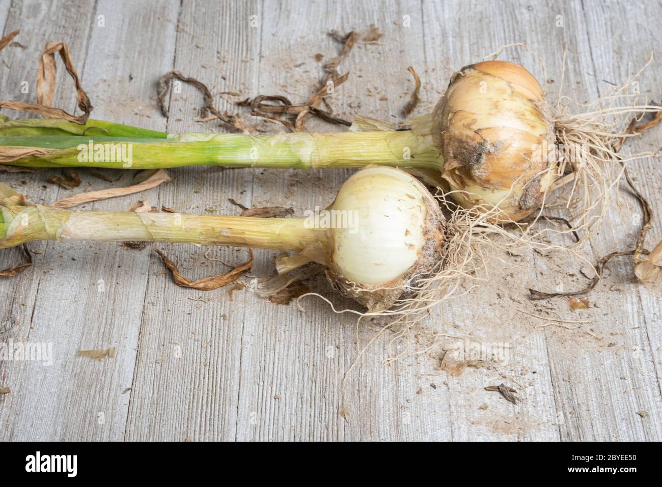 An unearthed harvest pair of sweet white onions with green stalks ...