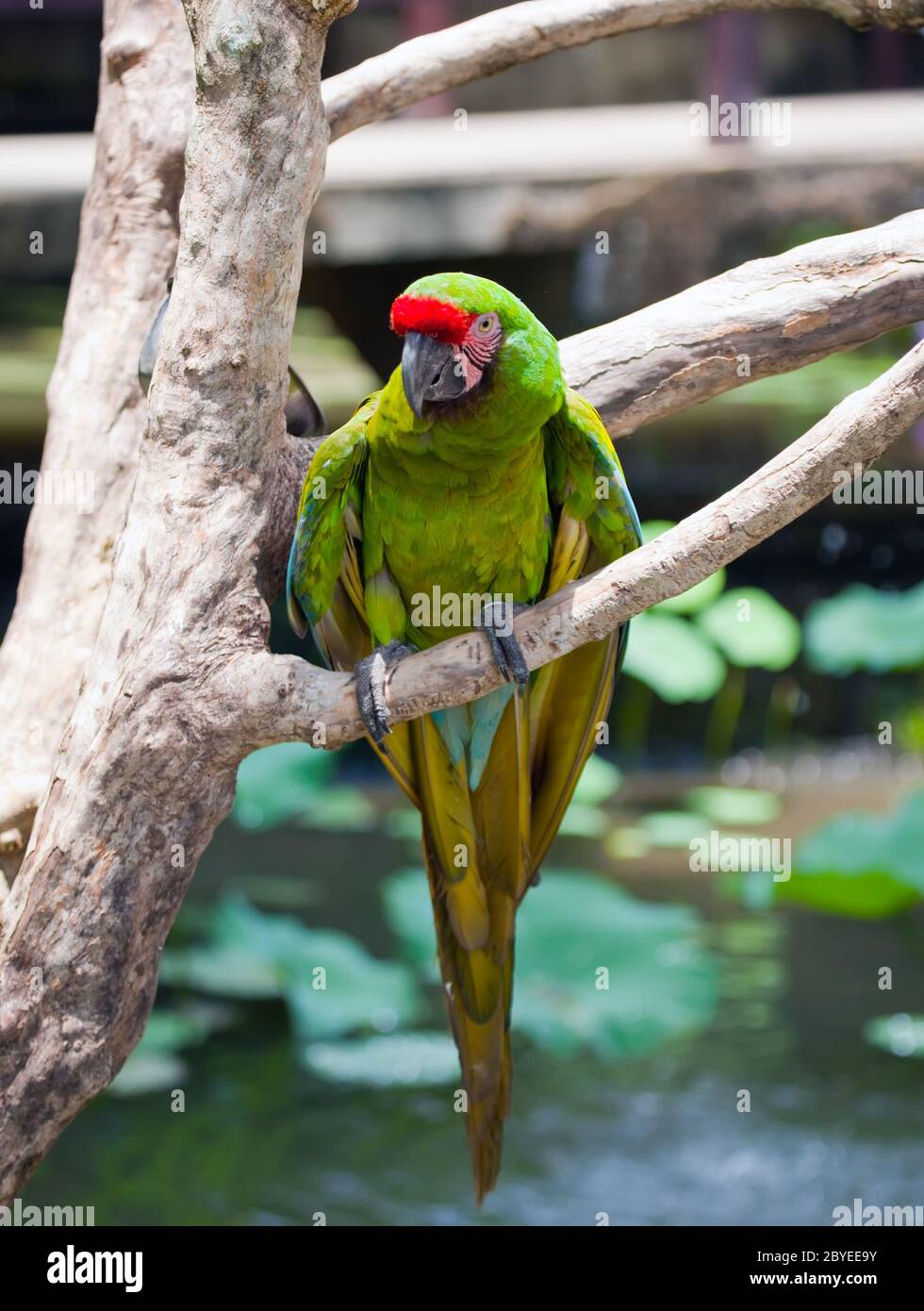 bright large tropical parrot Stock Photo - Alamy