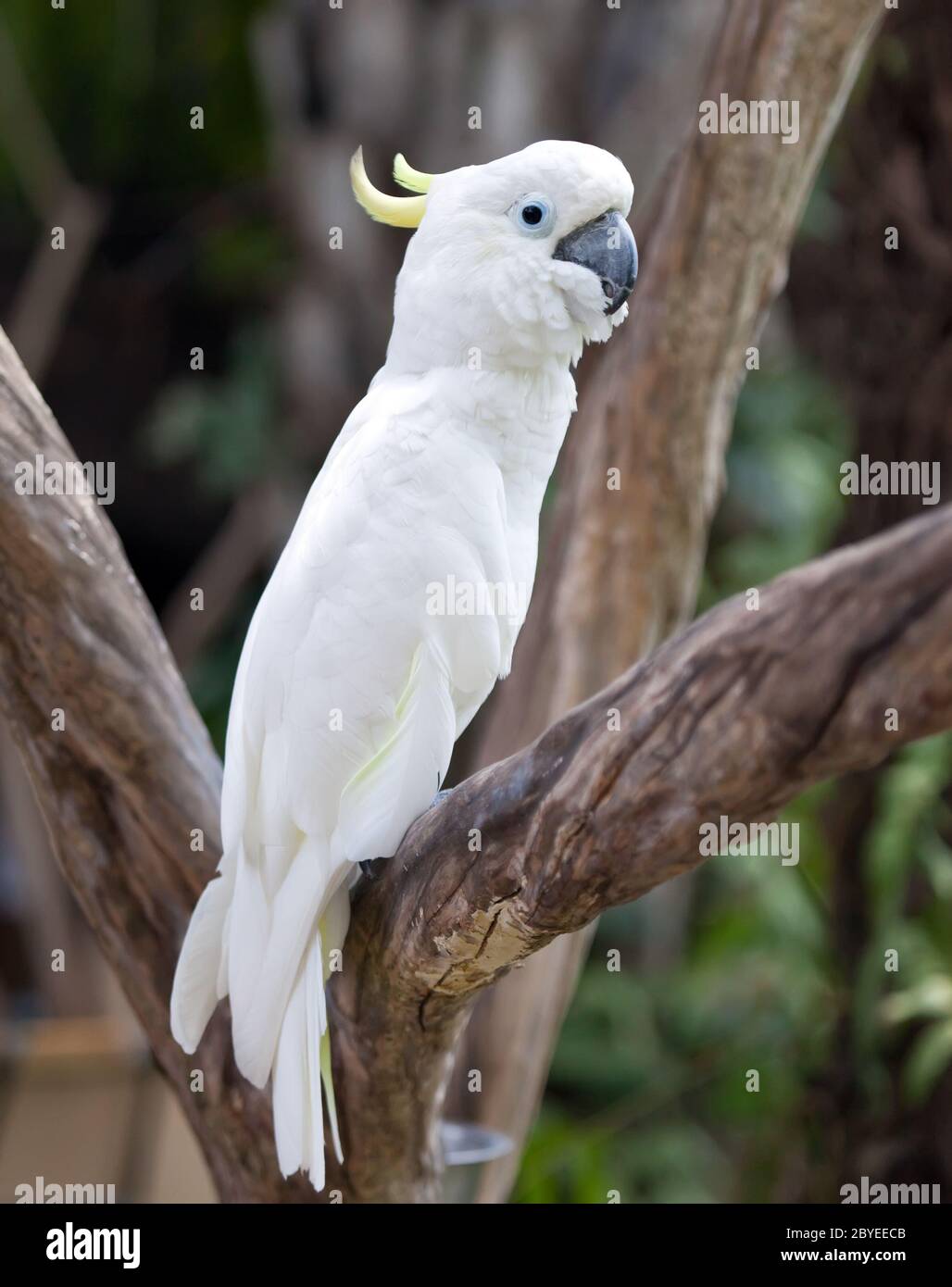 White parrot with red beak hi-res stock photography and images - Alamy
