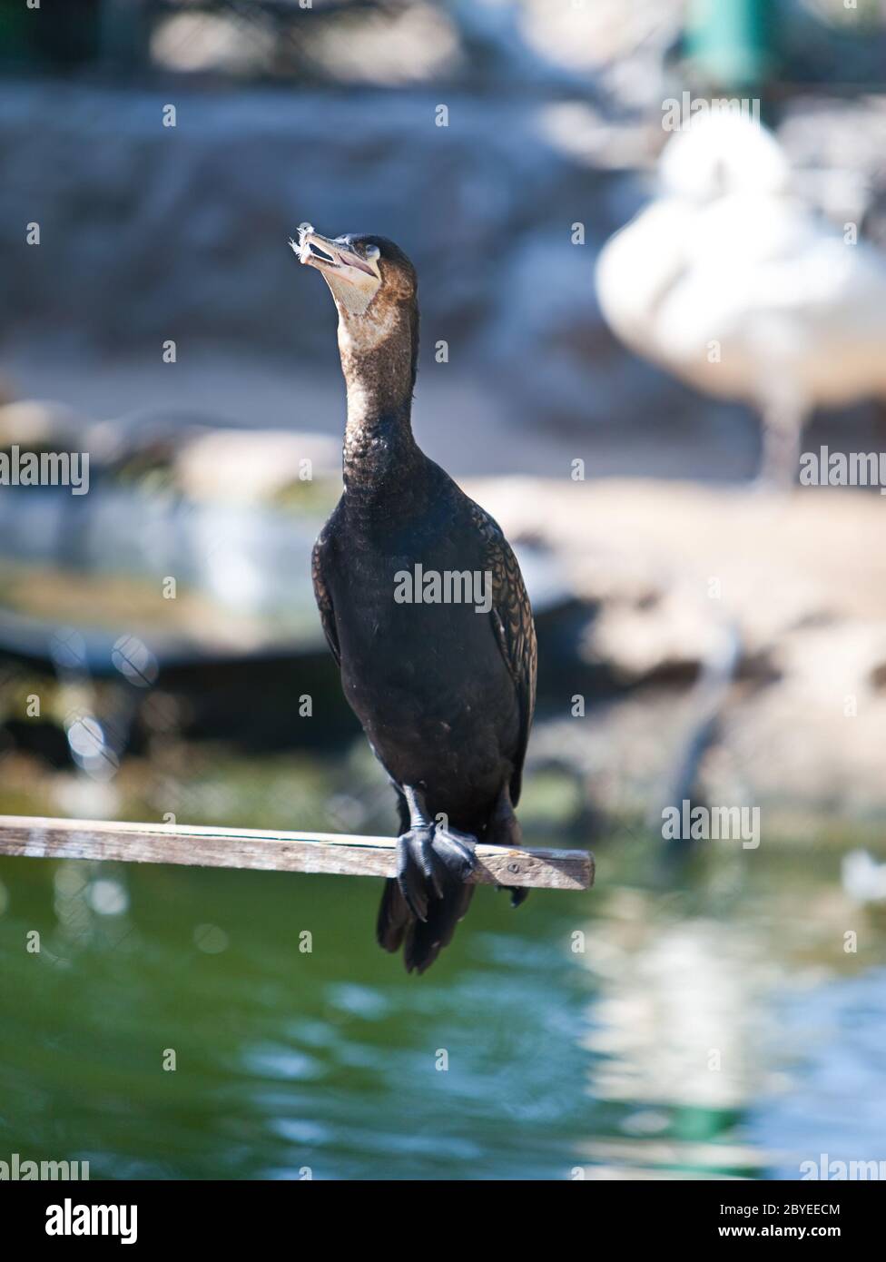 Avian waterfowl hi-res stock photography and images - Alamy