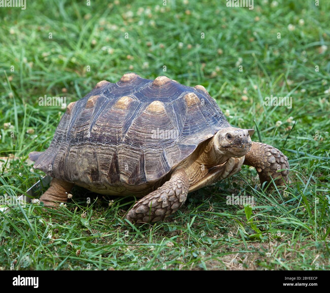 Leathery turtle hi-res stock photography and images - Alamy