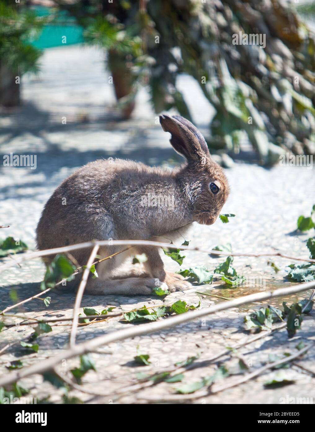 Sitting hare hi-res stock photography and images - Alamy