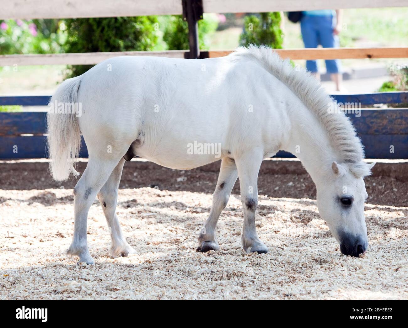 White pony hi-res stock photography and images - Alamy