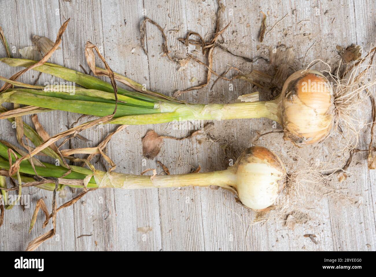 An unearthed harvest pair of sweet white onions with green stalks ...
