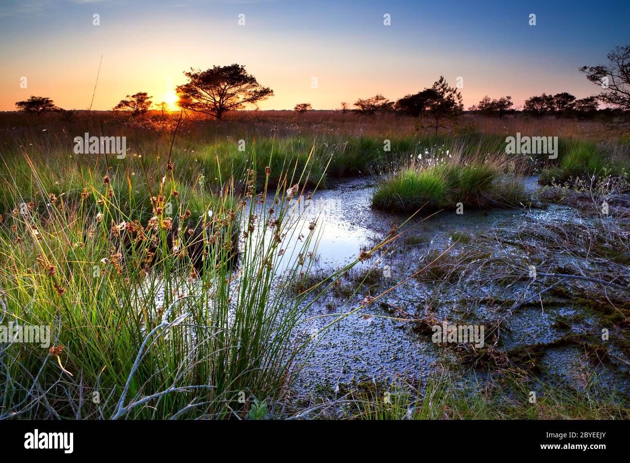 summer sunset over swamp Stock Photo - Alamy