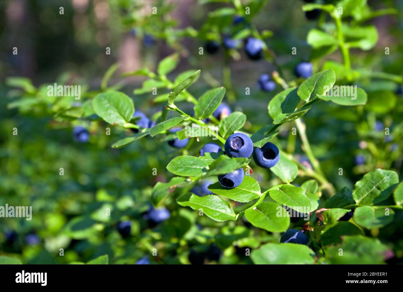 blueberry shrubs with berry Stock Photo - Alamy