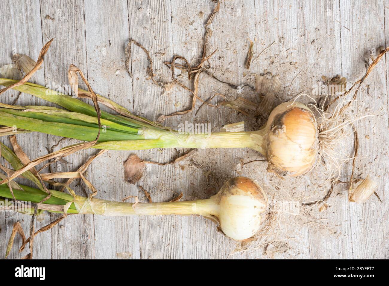 An unearthed harvest pair of sweet white onions with green stalks ...