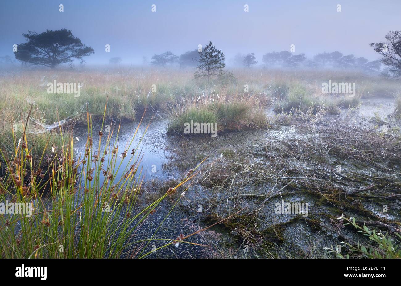 Swamp landscape in fog hi-res stock photography and images - Alamy