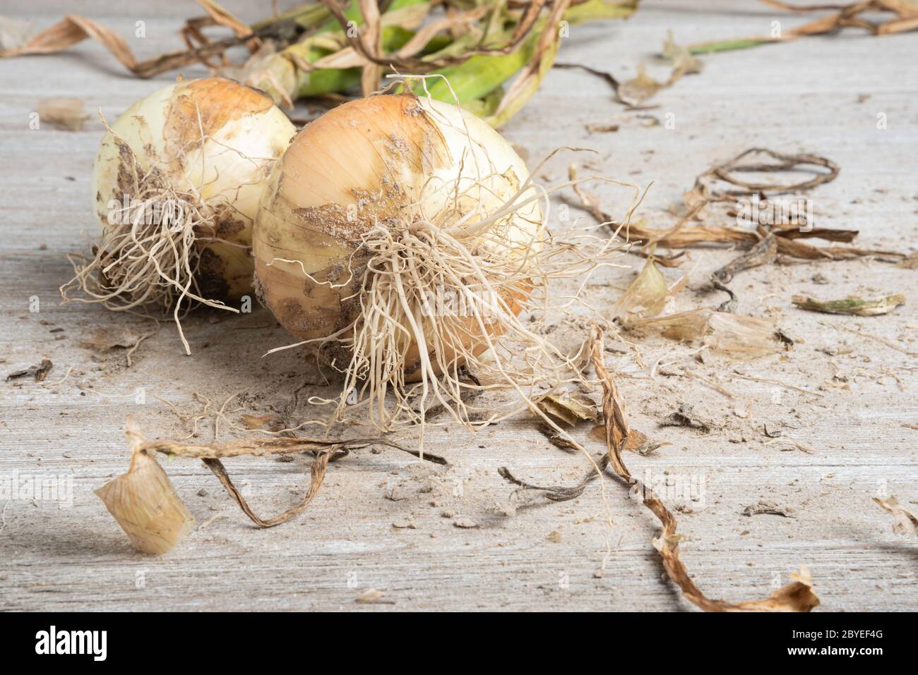 An unearthed harvest pair of sweet white onions with green stalks ...