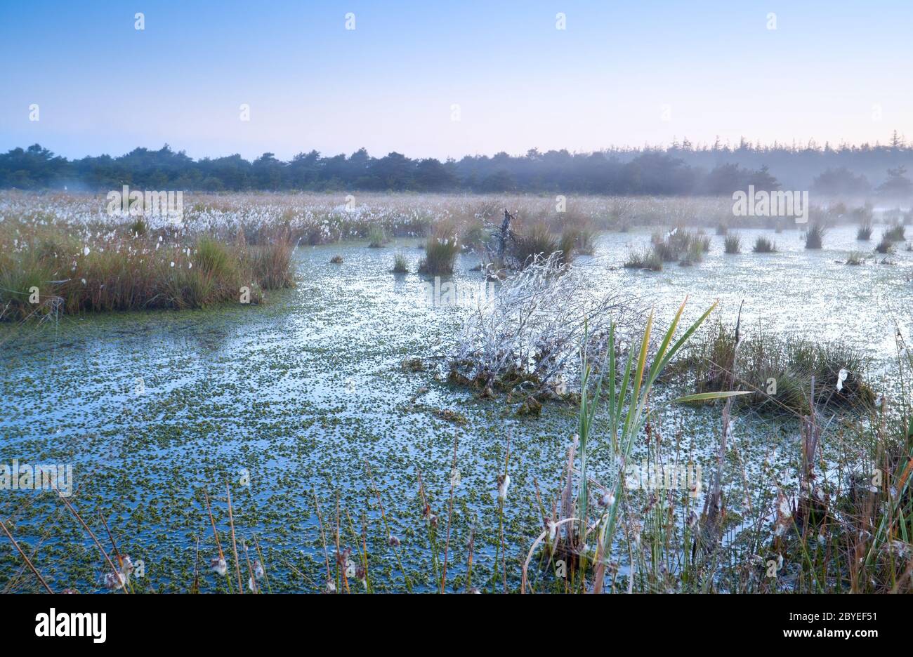 Swamp with morning mist hi-res stock photography and images - Alamy