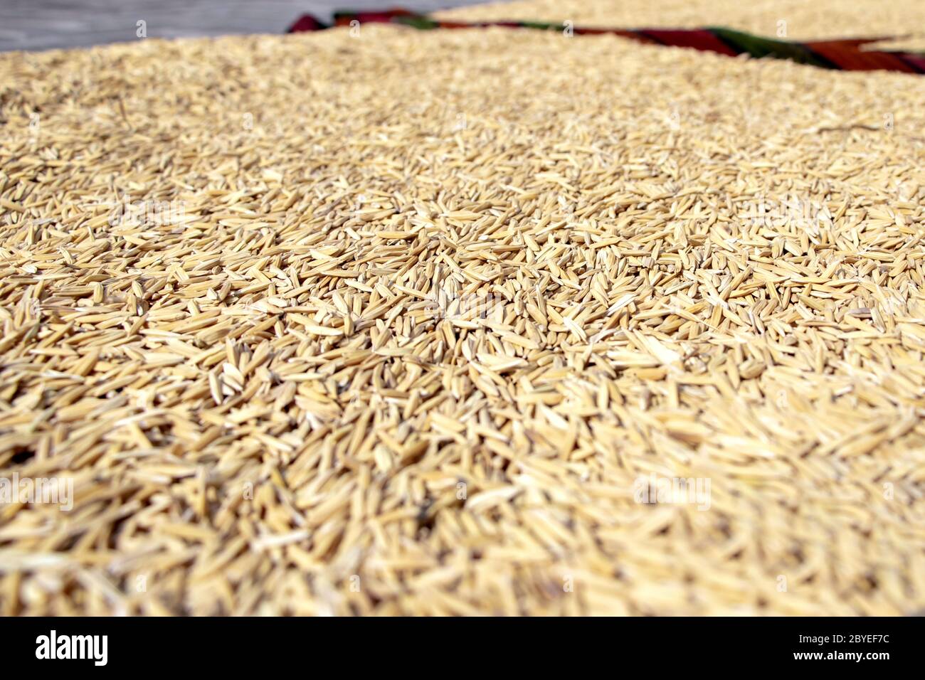 Paddy texture hi-res stock photography and images - Alamy