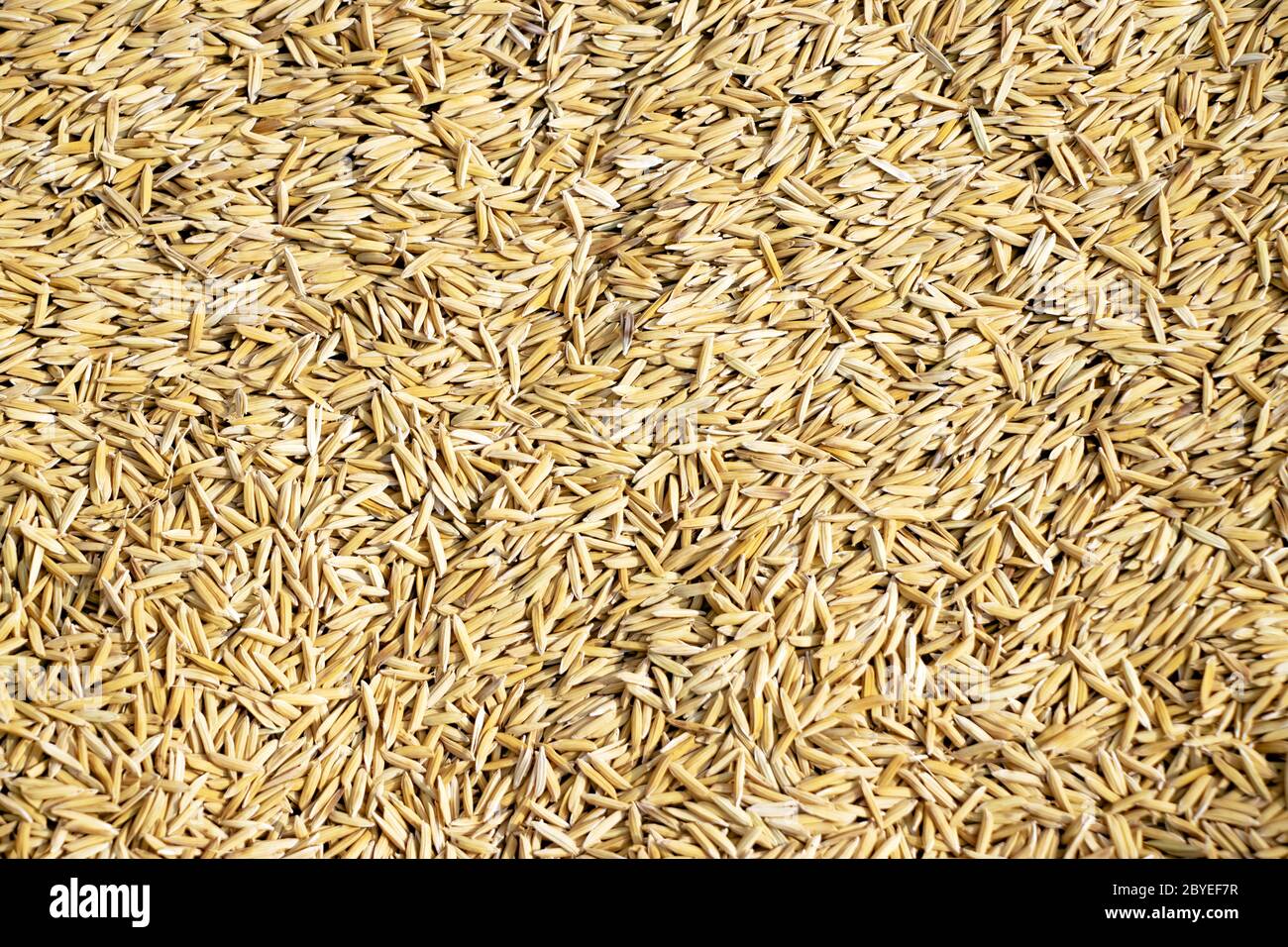 Paddy rice texture for background and wallpaper in gold color Stock ...