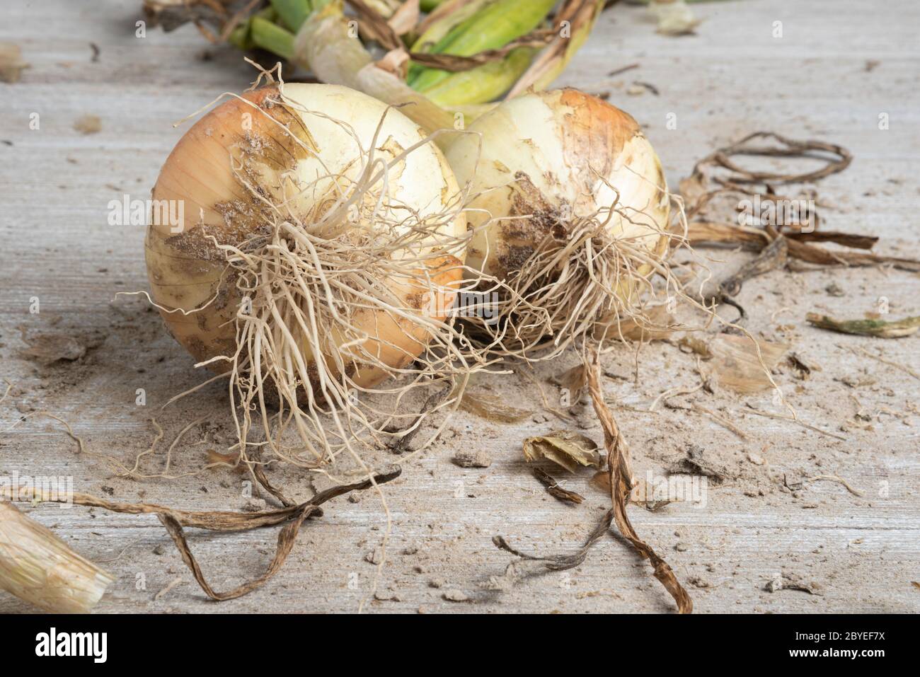 An unearthed harvest pair of sweet white onions with green stalks ...