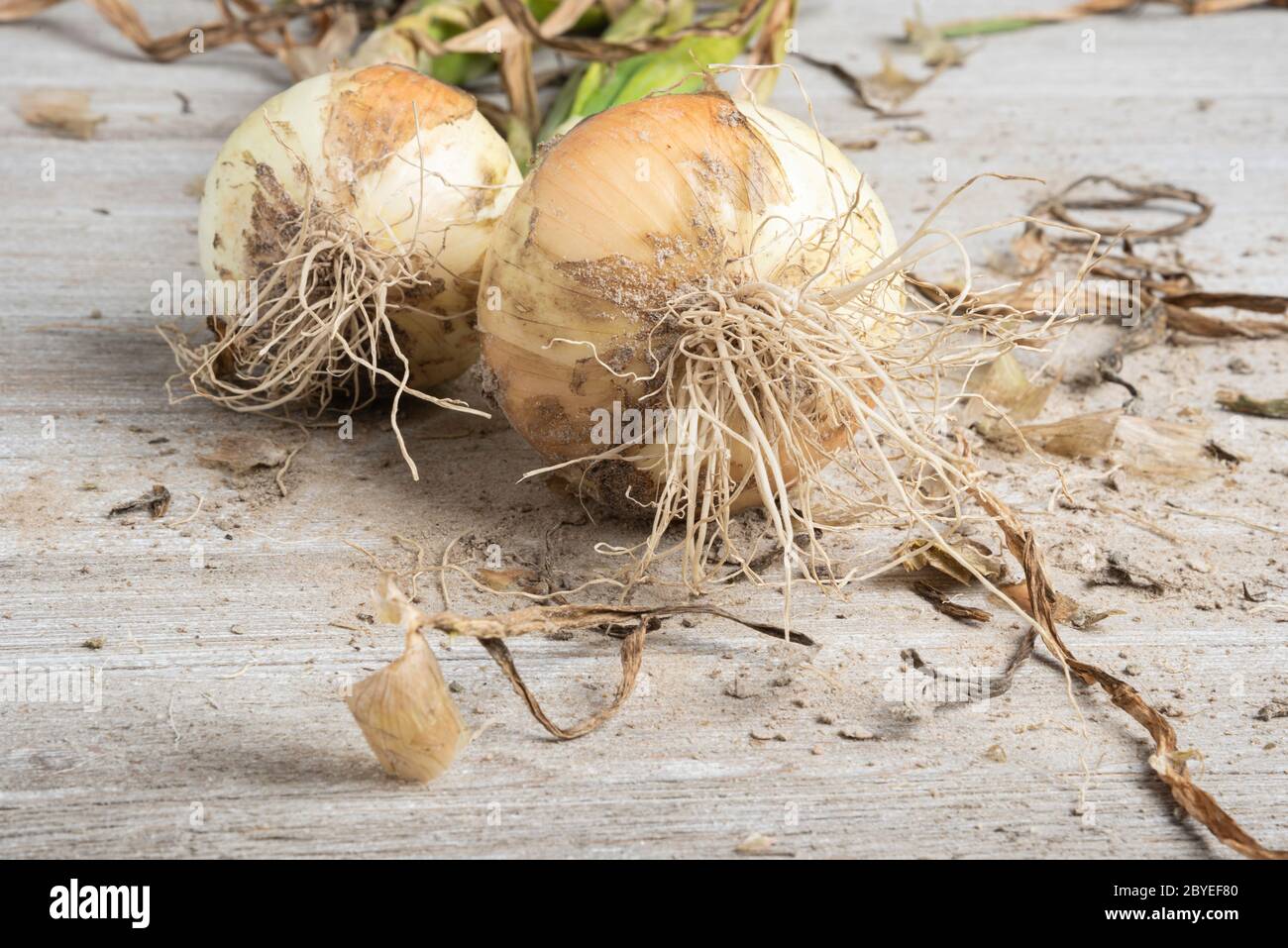 An unearthed harvest pair of sweet white onions with green stalks ...