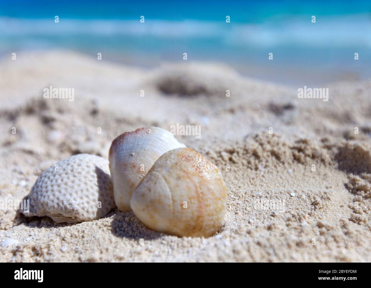 exotic sea shell Stock Photo - Alamy