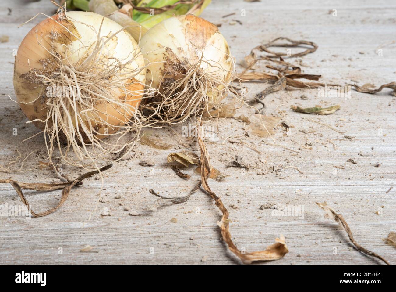 An unearthed harvest pair of sweet white onions with green stalks ...
