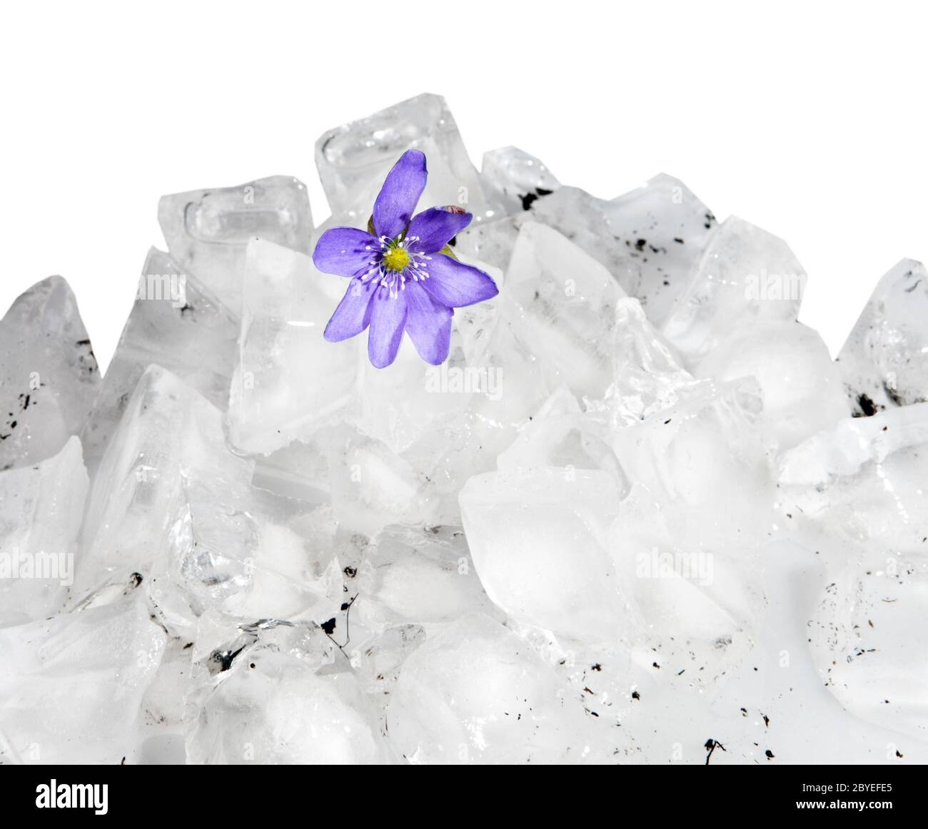 Snowdrop, growing from ice Stock Photo - Alamy