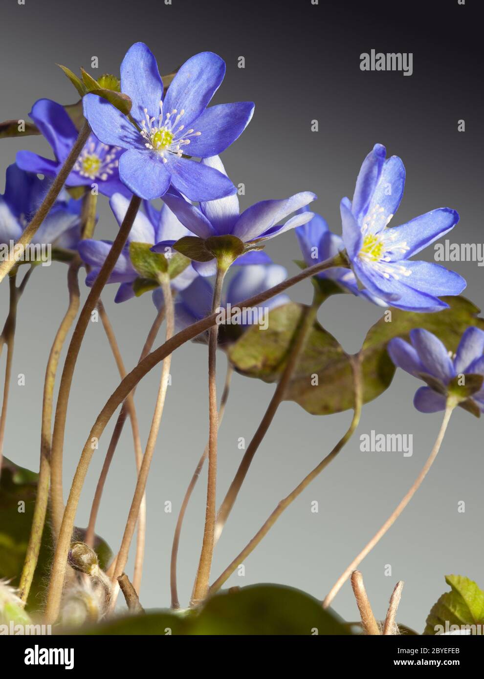 Blue snowdrops hi-res stock photography and images - Alamy