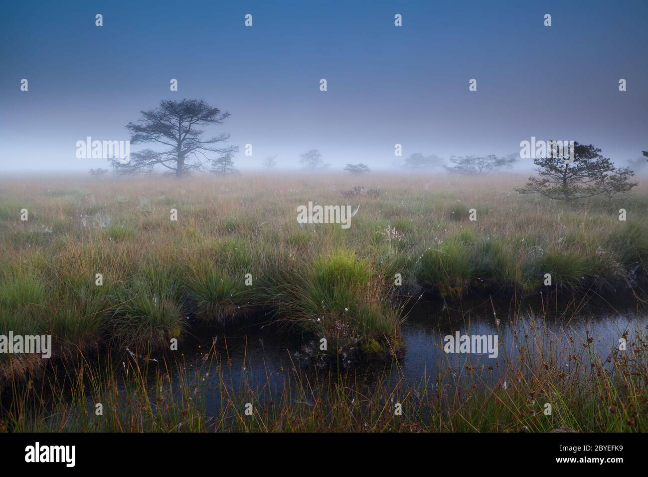 Dense mist hi-res stock photography and images - Alamy