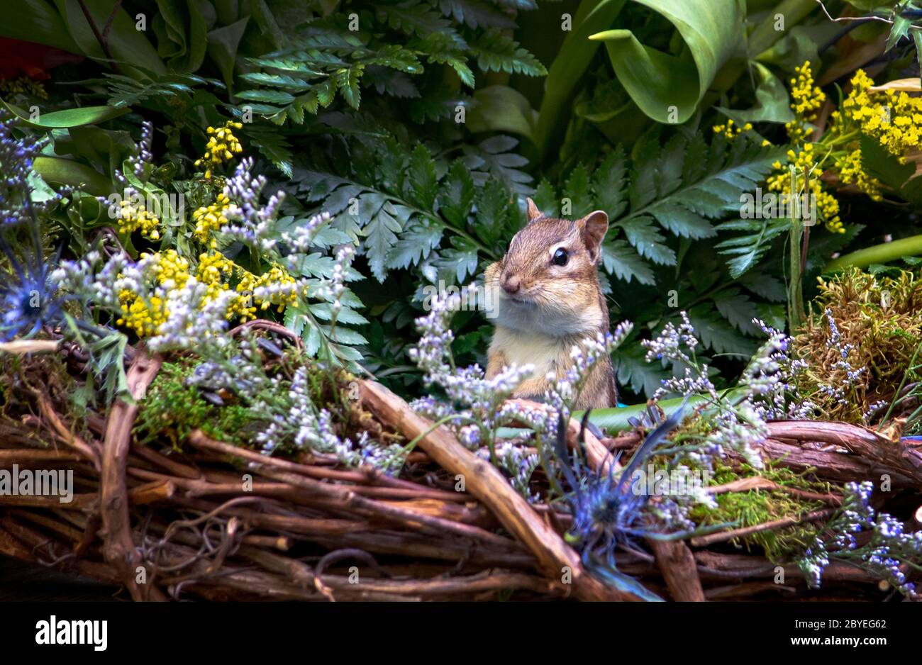 Alert little chipmunk looks around for danger as he hides in a colorful ...